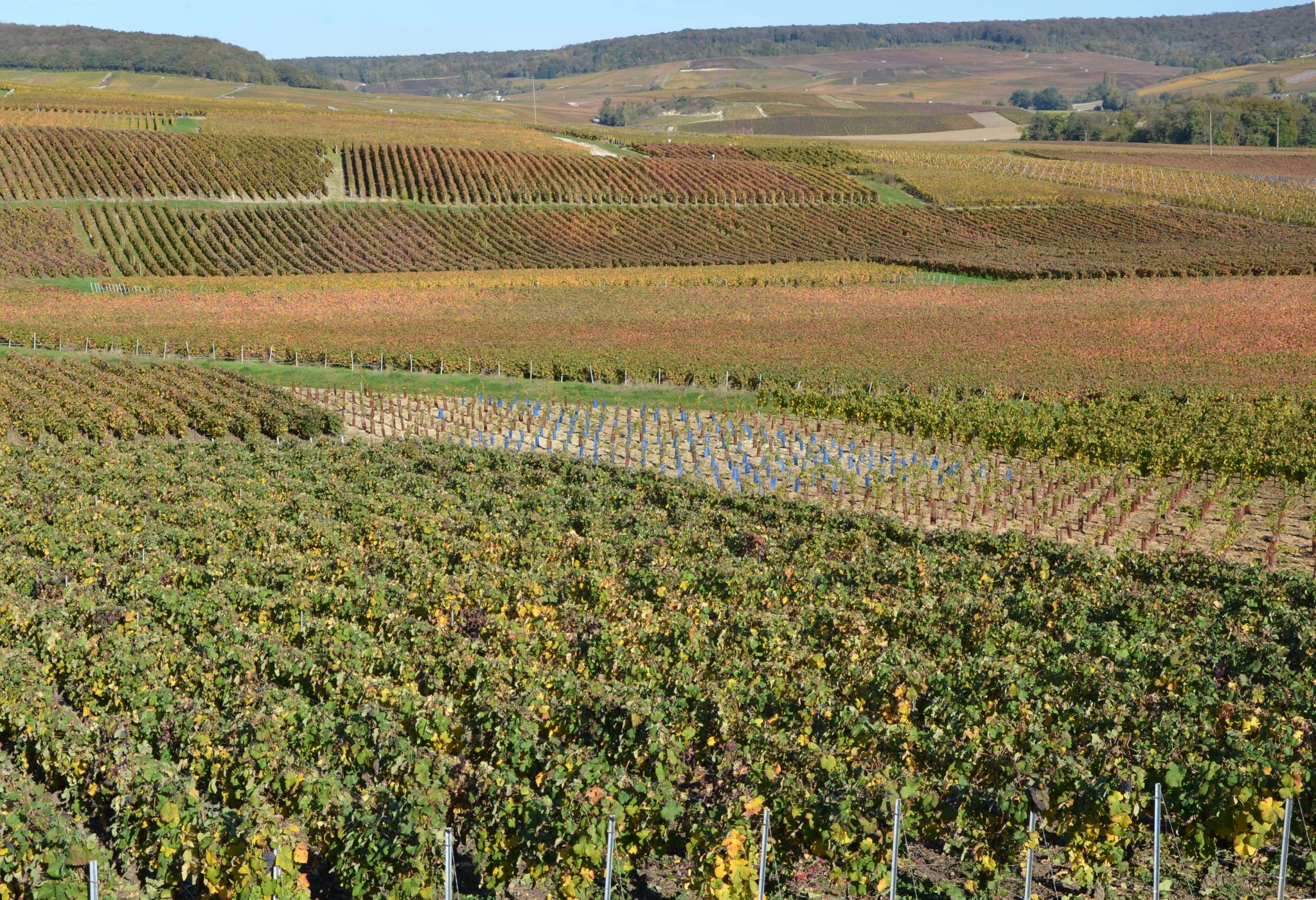 Introducing the Champagne, France Wine Region - The Wine Cellarage