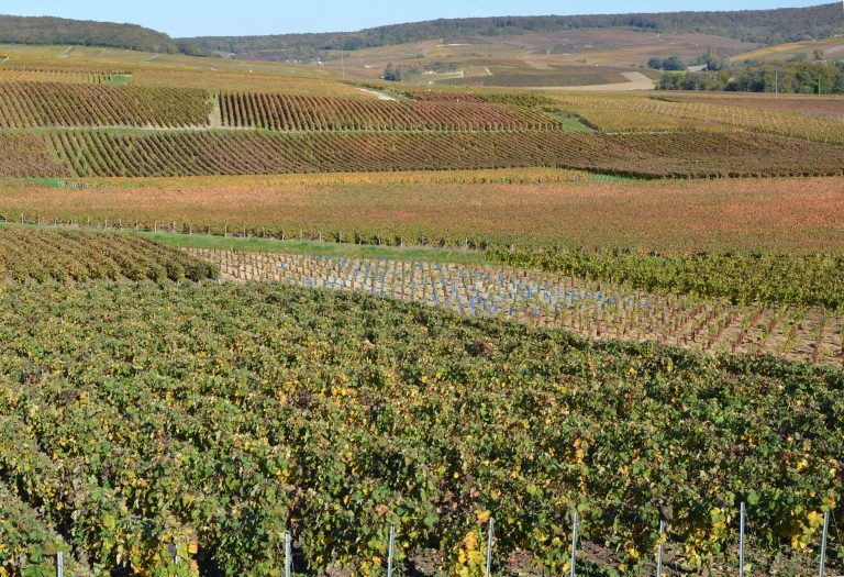 Introducing the Champagne, France Wine Region - The Wine Cellarage